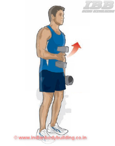 Biceps Workout Hammer Curl Step 2 - IBB - Indian Bodybuilding