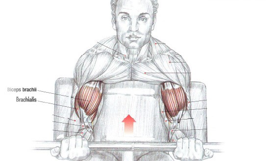Biceps Preachers Curls - IBB - Indian Bodybuilding